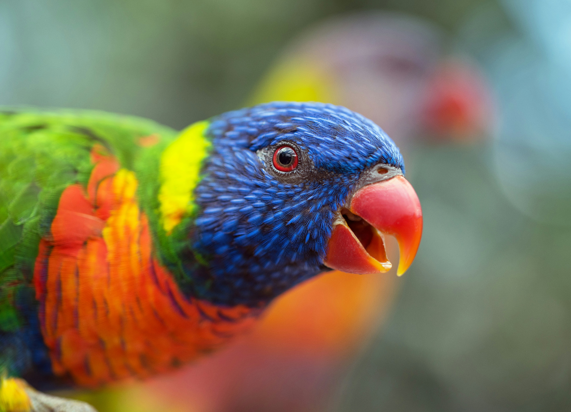 Verified Breeders & Parrots for Sale | The Avian Exchange